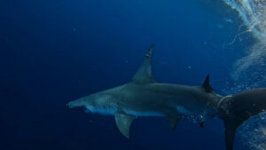 4 Sustainable Solutions to Overfishing - Saving Our Sharks Foundation