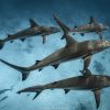 Overfishing: How Sharks and Rays are on the Brink - Saving Our Sharks ...