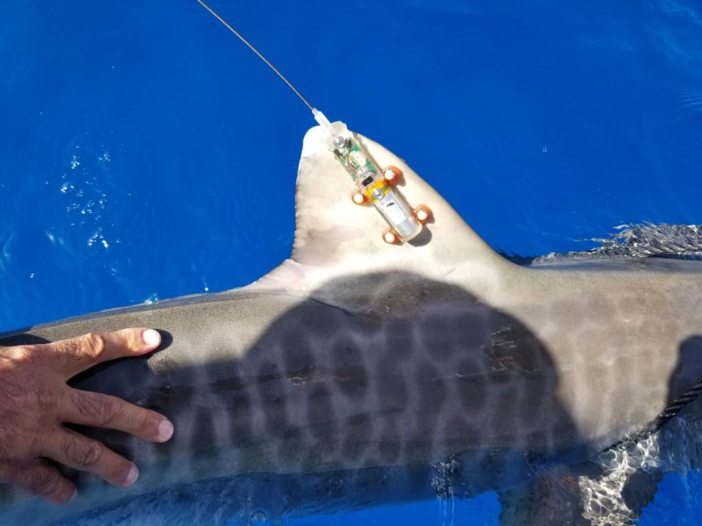 Adopt a Shark | Saving Our Sharks Foundation