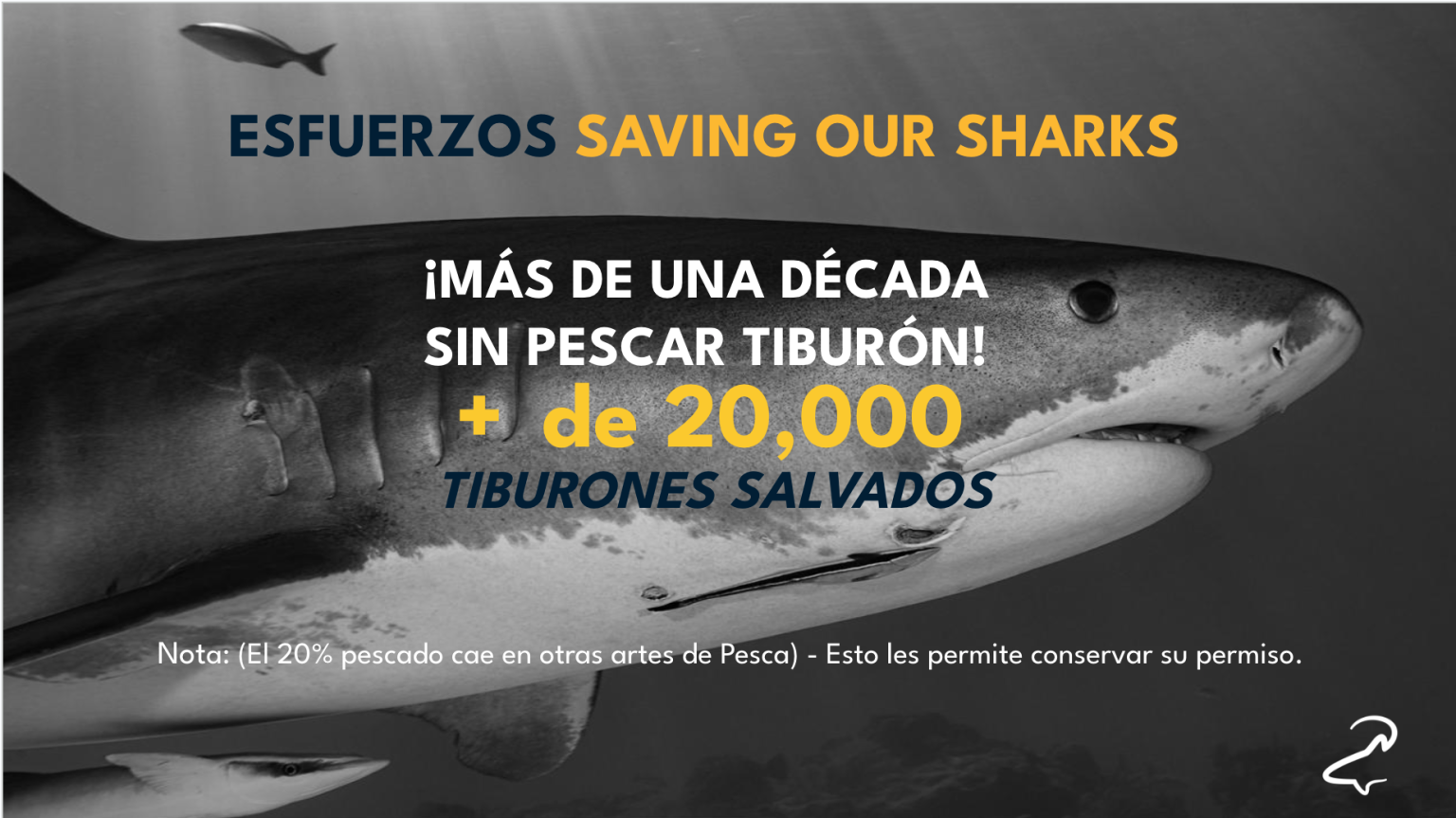 Adopta un Tiburón y protege los Océanos con Saving Our Sharks - Saving ...